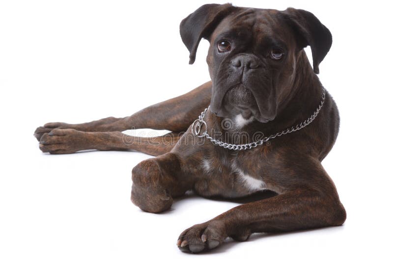 Boxer dog stock photo. Image of haired, attentive, chain - 11452554