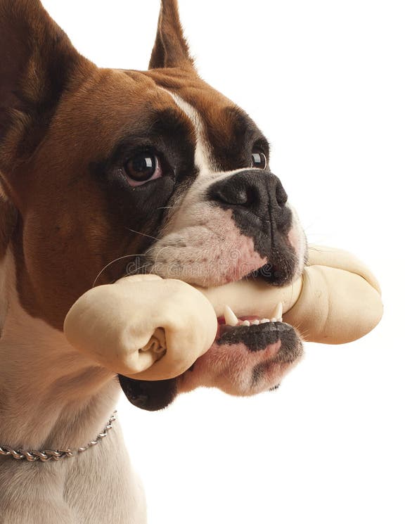 Boxer Dog stock image. Image of head, bone, chew, boxer - 17096125