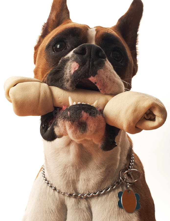 Boxer Dog stock image. Image of head, bone, chew, boxer - 17096125