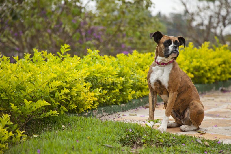 Boxer dog with a heart stock photo. Image of heart, sitting - 18898136