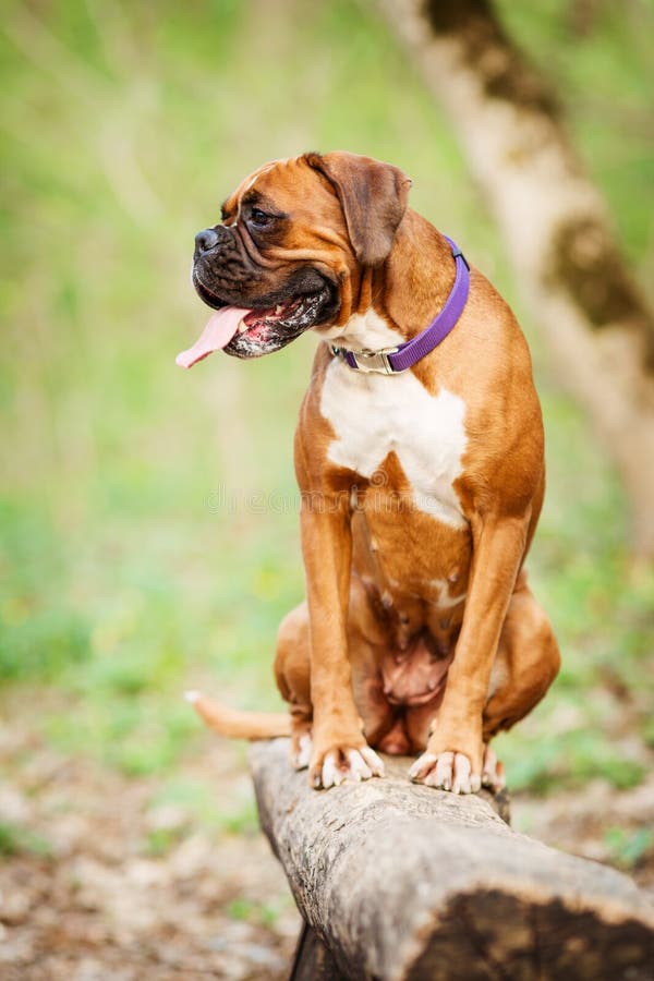 Boxer dog stock image. Image of green, woofer, doggy - 26302909