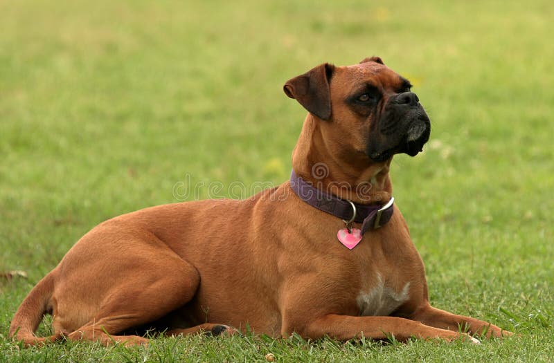 Boxer Dog Looking Curious stock image. Image of companion - 21850511