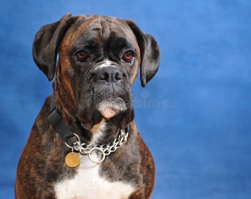 Boxer dog stock photo. Image of carnivoran, snout, mammal - 4733844