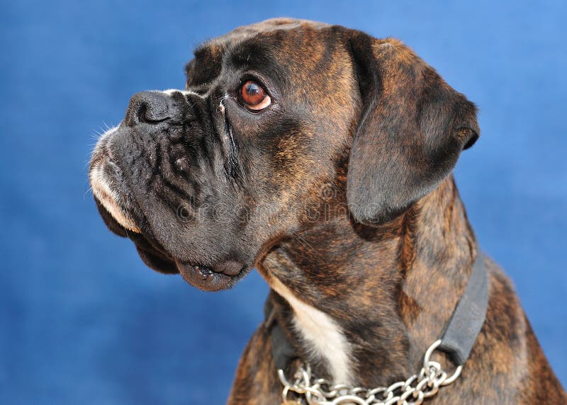 Boxer dog stock photo. Image of carnivoran, snout, mammal - 4733844