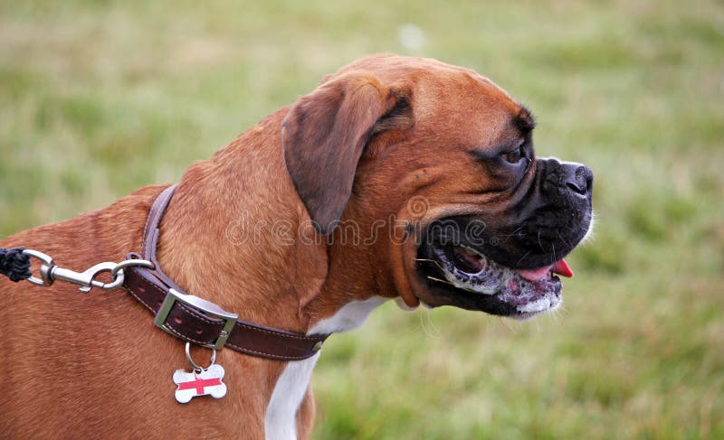 Boxer dog stock photo. Image of outdoors, breeds, lead - 8317824