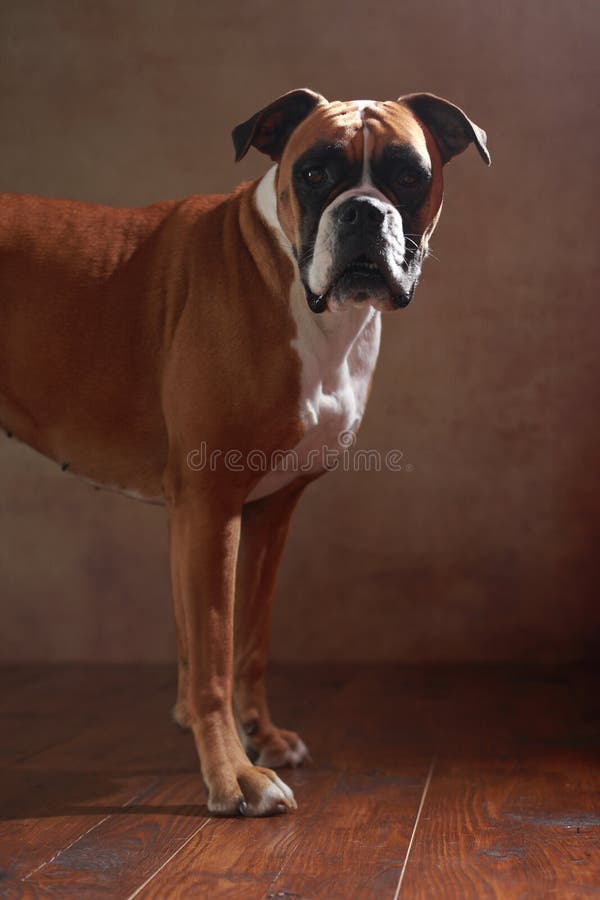 Boxer dog stock image. Image of looking, portrait, indoor - 76125345