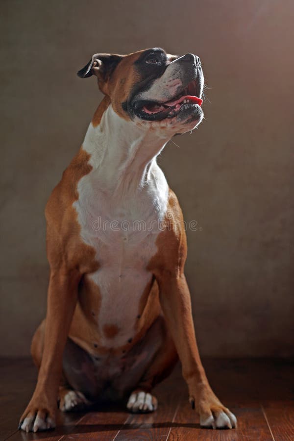 Boxer dog stock image. Image of quadruped, looking, boxer - 76125609
