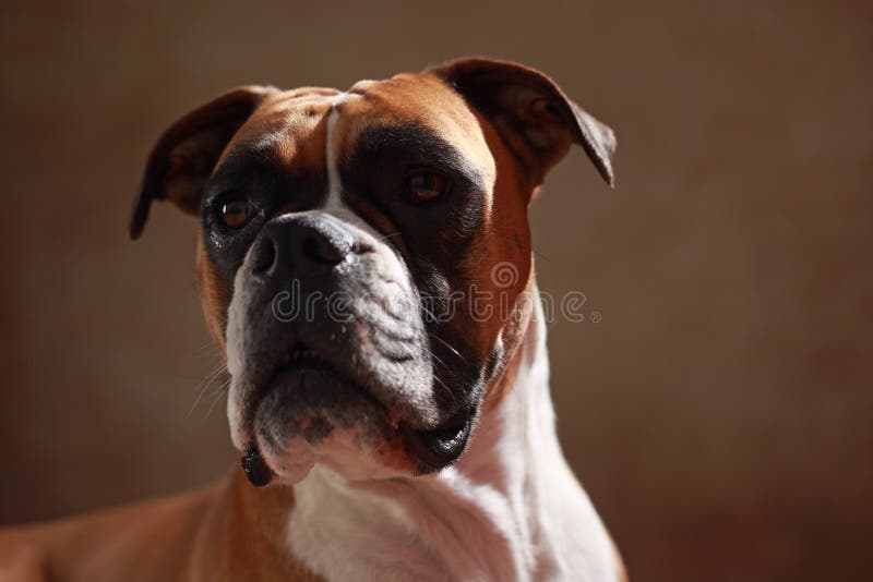 Boxer dog stock image. Image of dogs, indoor, boxer, guard - 76125707