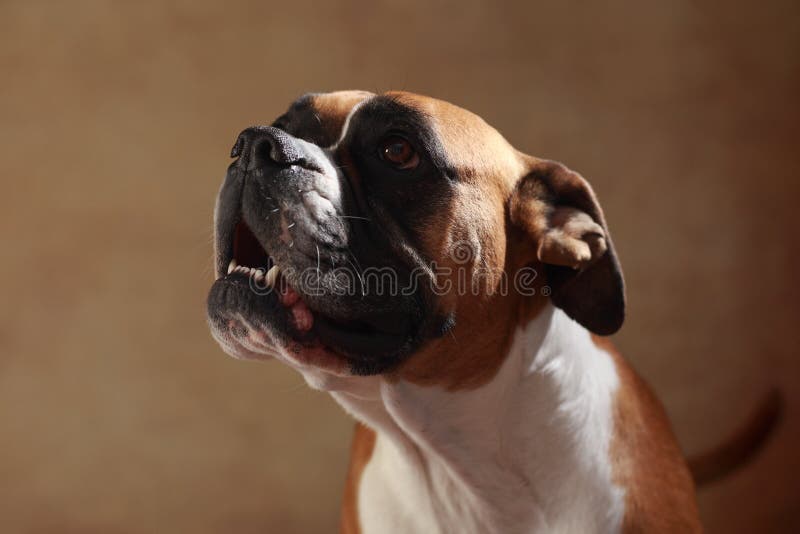 Boxer dog stock photo. Image of familiy, dogs, american - 76126434