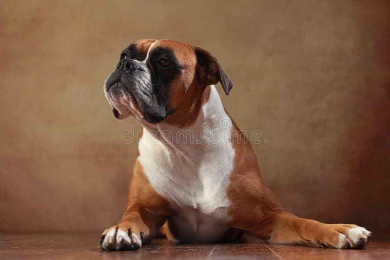 Boxer dog stock photo. Image of mammals, guard, portrait - 76126702