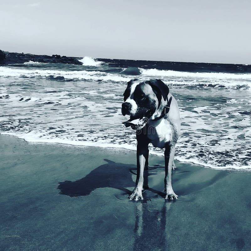 Boxer dog beach stock image. Image of beach, dayoff - 213661733