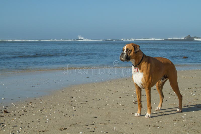 Boxer Dog Beach Reflection stock image. Image of reflection - 22888101