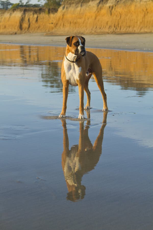 150+ Reflection dog Free Stock Photos - StockFreeImages