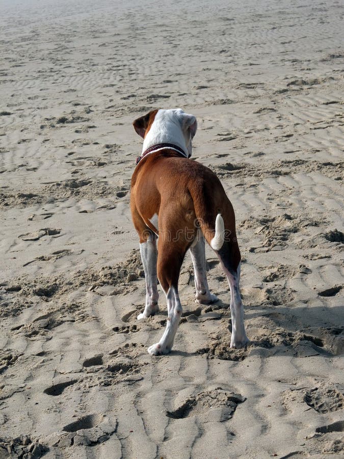 Boxer dog on the beach. stock photo. Image of power, mammal - 53483746