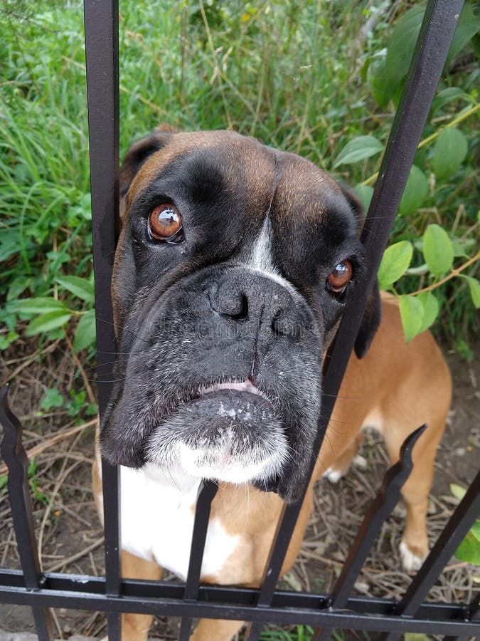 Boxer Dog Behind the Fence. Slovakia Stock Image - Image of color ...