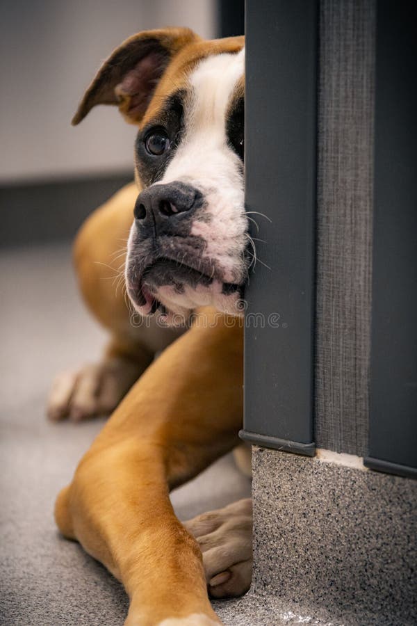 Boxer Dog Behind the Wall, Vertical Stock Image - Image of puppy, face ...