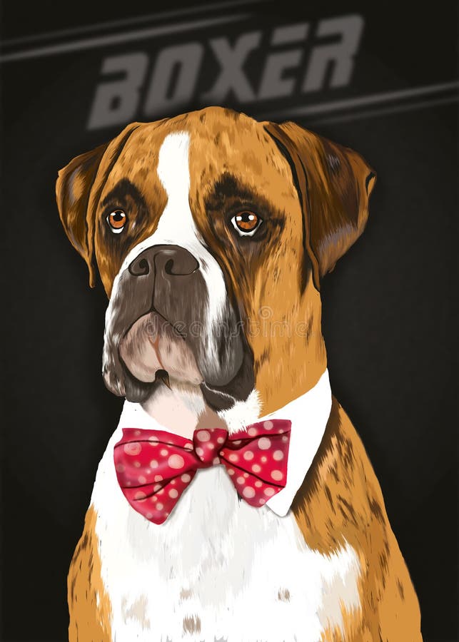 Boxer dog stock illustration. Illustration of carnivore - 41041931