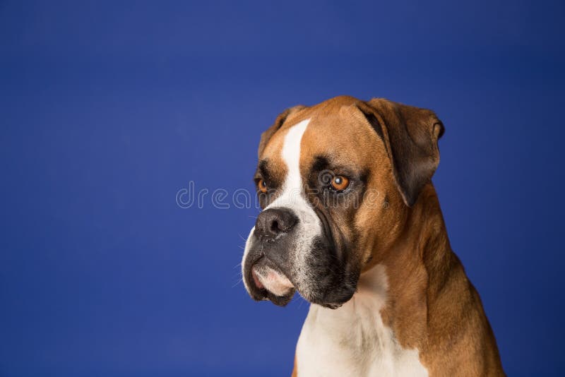 Boxer Dog on Blue stock photo. Image of posing, fawn - 32037676