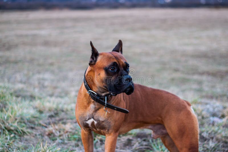 Boxer dog stock image. Image of winter, amazing, mammals - 138658191