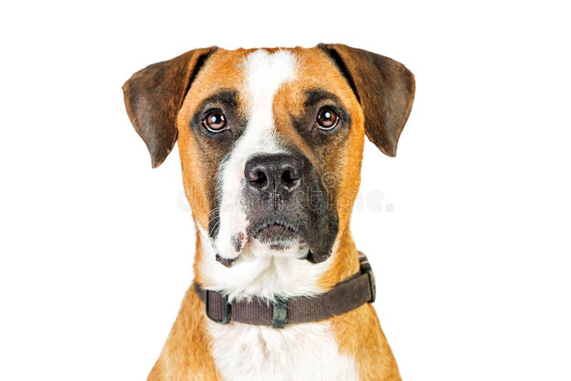 Boxer Dog Looking Down and Drooling Stock Photo - Image of white, drool ...