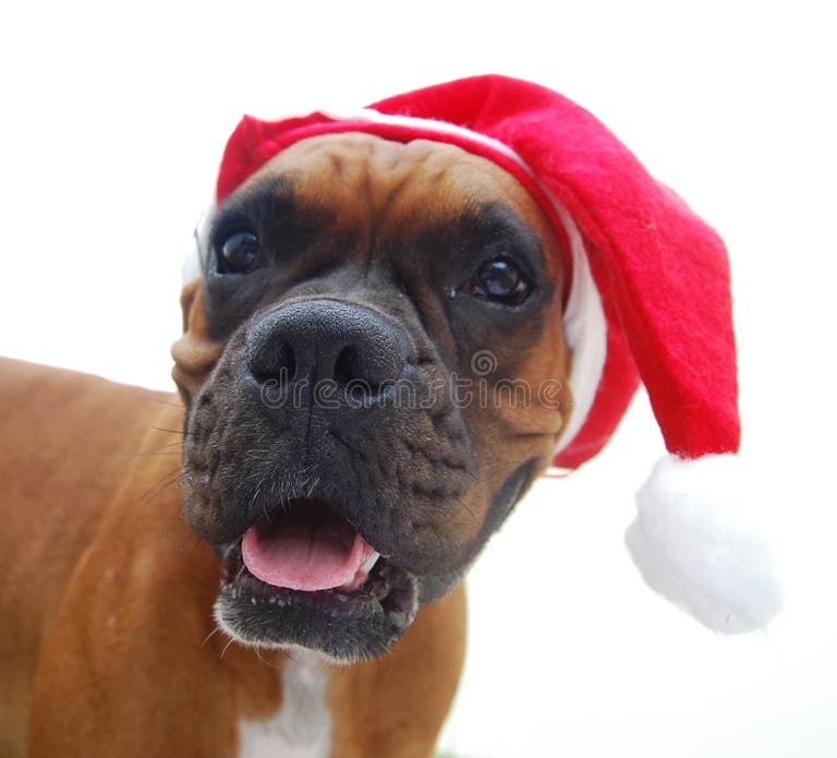 Boxer dog christmas stock image. Image of breds, christmas - 14710479