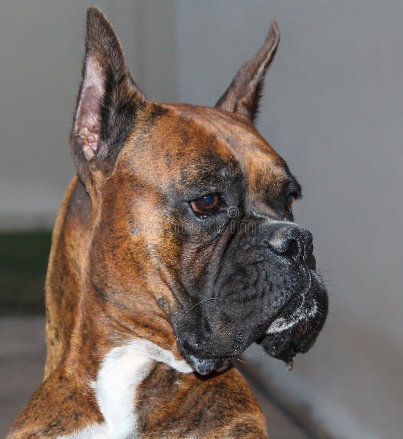 Boxer Dog stock image. Image of head, puppy, headshot - 29923577