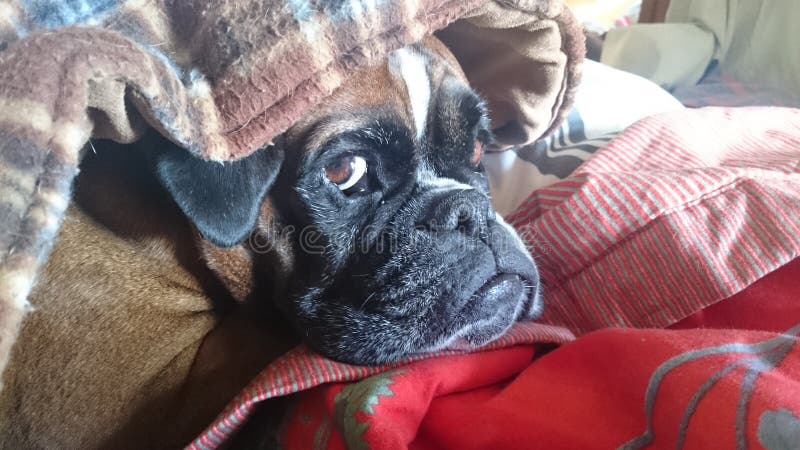 Boxer dog stock image. Image of face, disapproval, grumpy - 74767681