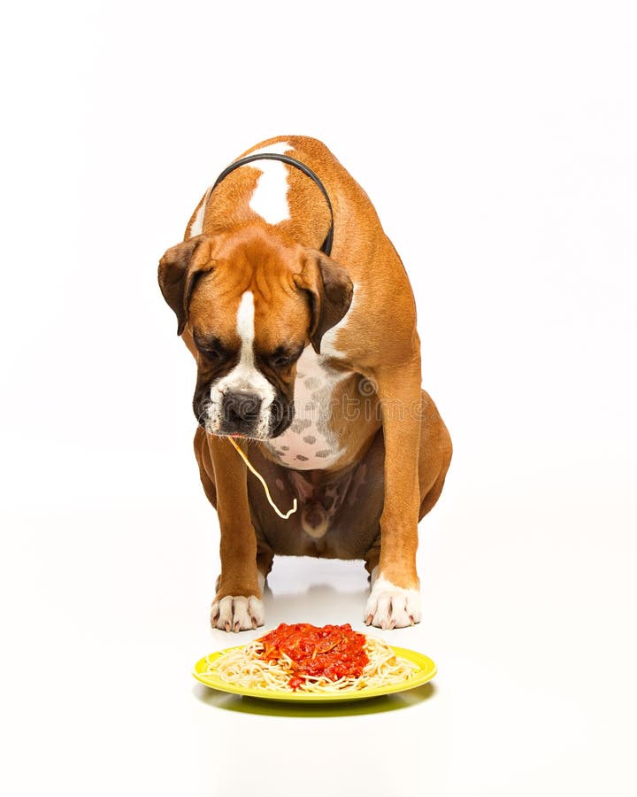 Boxer Dog Eating Spaghetti stock photo. Image of fawn - 20664212