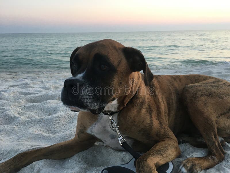 Dog on the Sandy Beach at Sunset Stock Photo - Image of florida, calm ...