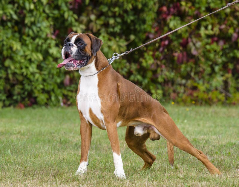 Boxer dog, dog exhibition stock image. Image of white - 127033325
