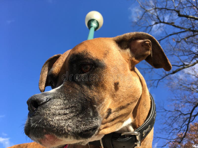 Boxer dog face in focus stock image. Image of clever - 82260545