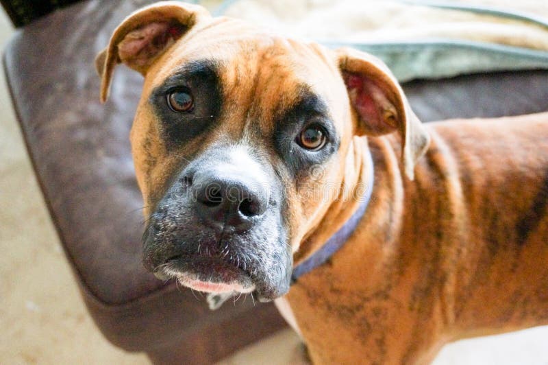 Boxer dog face shots stock photo. Image of doggy, attentive - 76148410