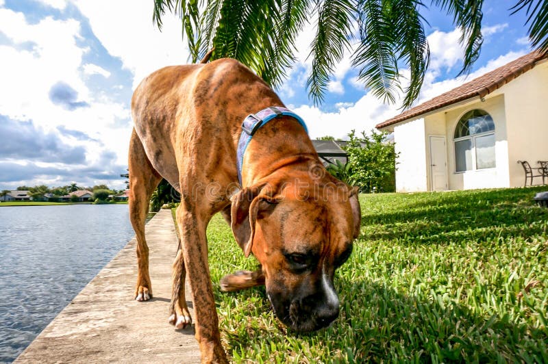 Boxer dog face shots stock photo. Image of pets, curious - 76146886