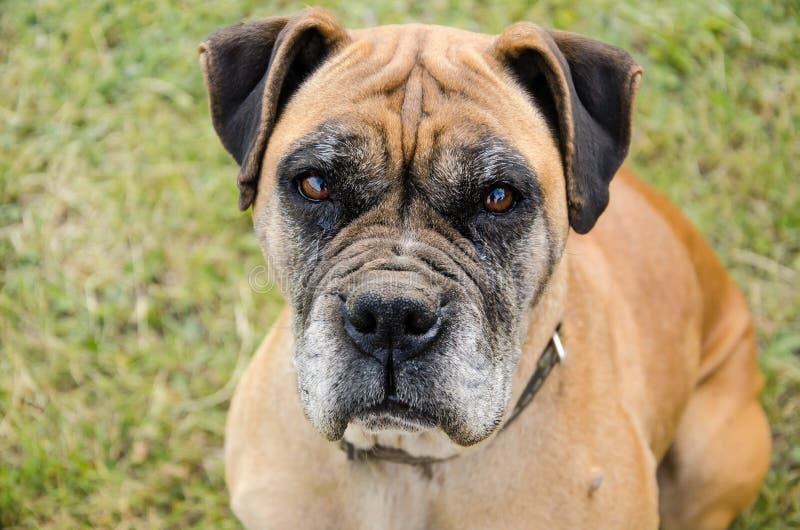 Boxer dog stock image. Image of boxer, park, face, nose - 90109655