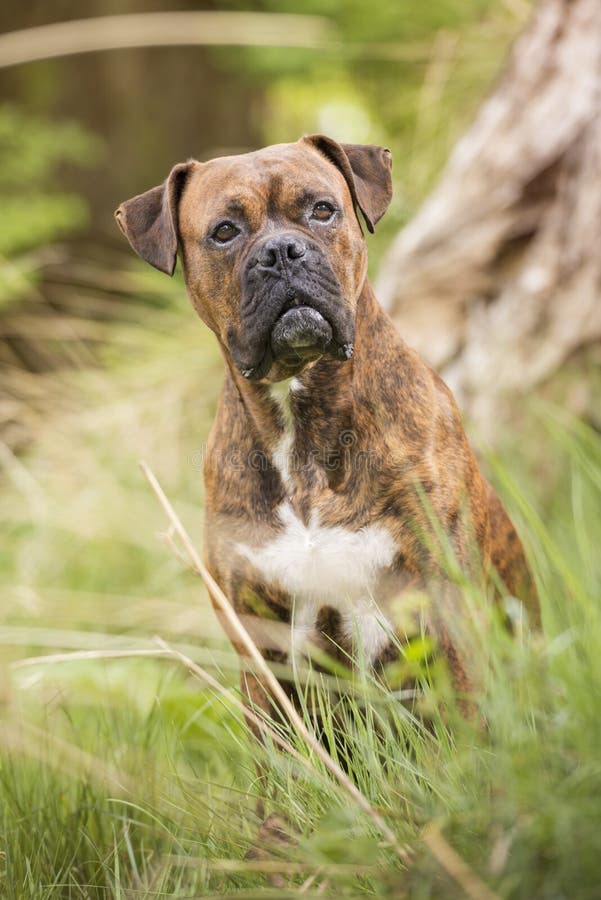Boxer dog in the forest stock image. Image of portrait - 65606625