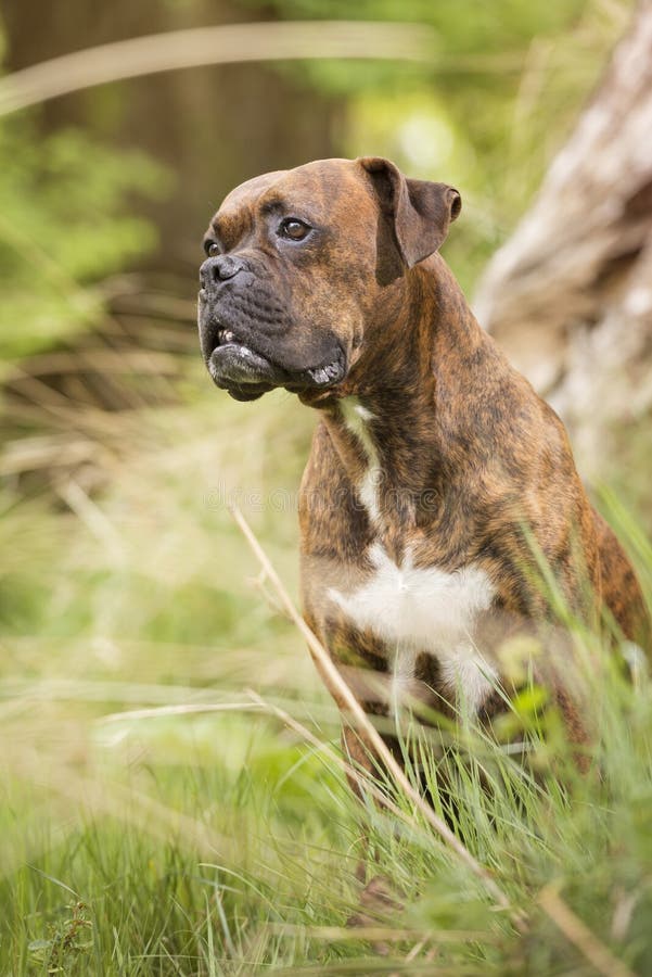 Boxer dog in the forest stock photo. Image of canine - 65606680