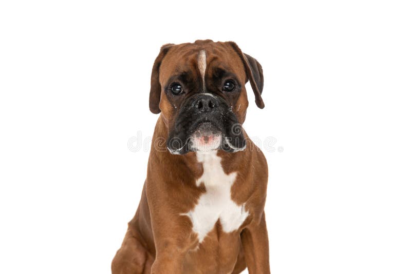 263 Grumpy Face Dog Stock Photos - Free & Royalty-Free Stock Photos from Dreamstime