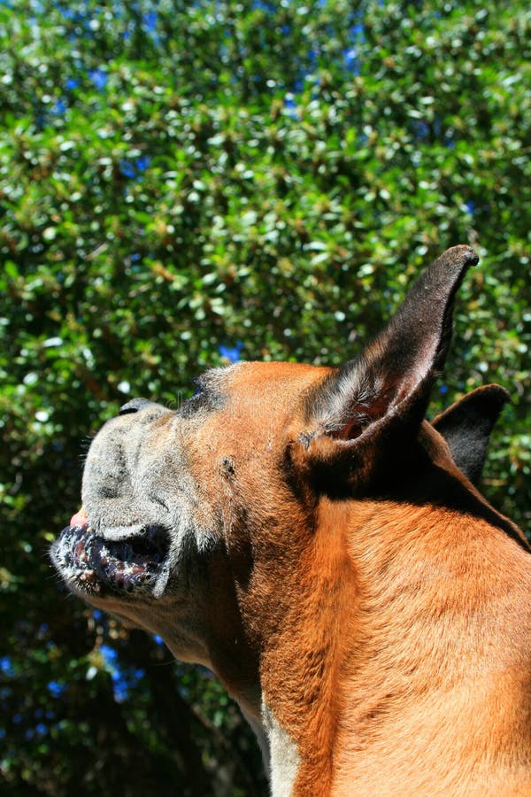 Boxer Dog Headshot stock image. Image of guard, forest - 5582875