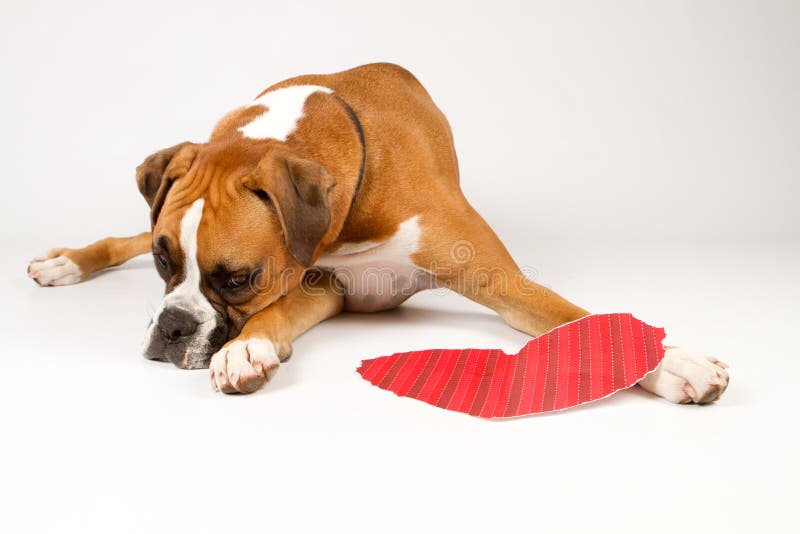 Boxer Dog in Chair stock photo. Image of canine, lounging - 18946670
