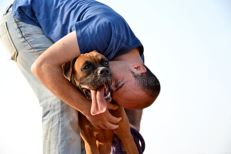 Boxer dog with a heart stock photo. Image of heart, sitting - 18898136