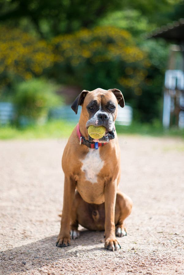 Cool boxer dog stock image. Image of tongue, holiday - 24934265