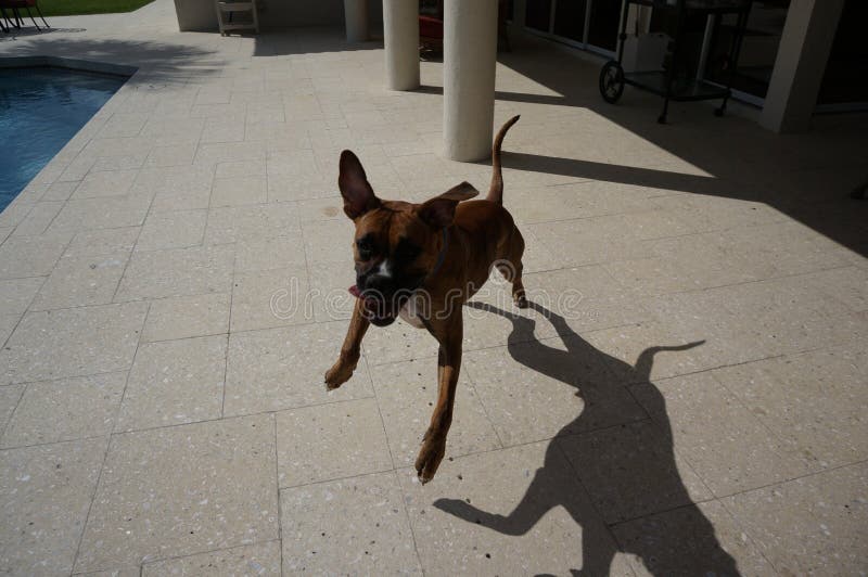 Boxer dog jumping stock image. Image of shot, fetching - 75889429
