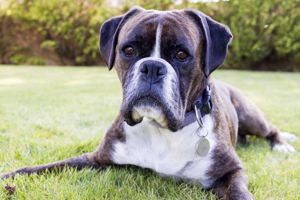 Boxer Dog in Laying on Grass Stock Image - Image of laying, shot: 199267975