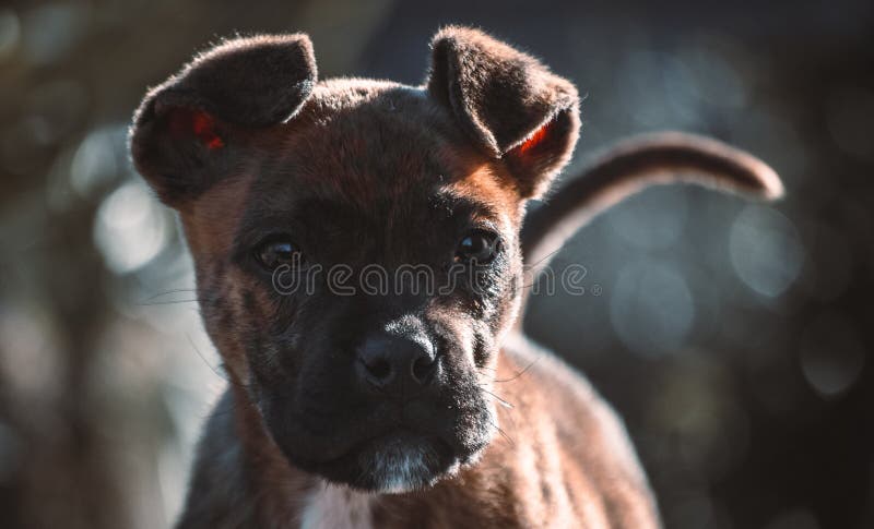Boxer dog stock image. Image of cute, little, animal - 107307325