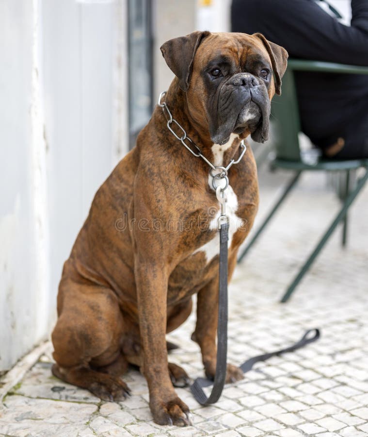Boxer Dog Looking at Camera Stock Image - Image of curiosity, animals ...