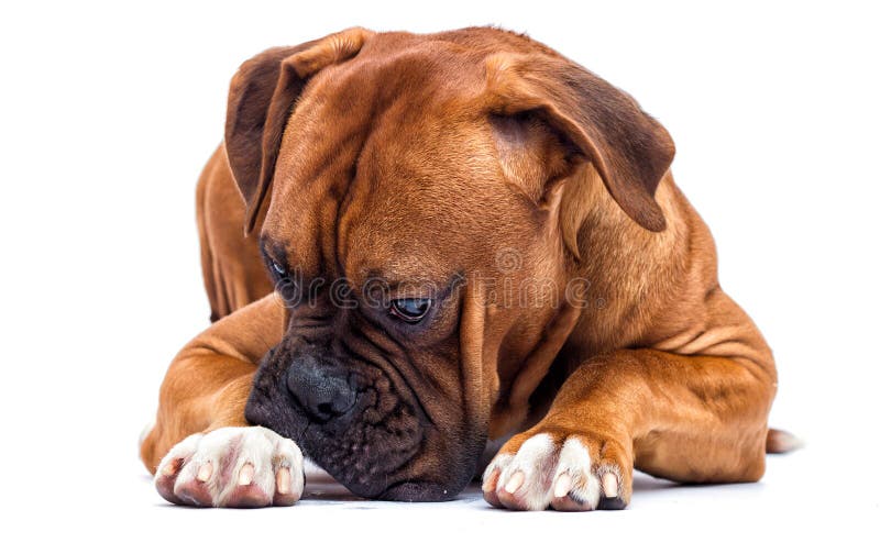 Sad Boxer Dog Looking Isolated Stock Photo - Image of large, domestic ...