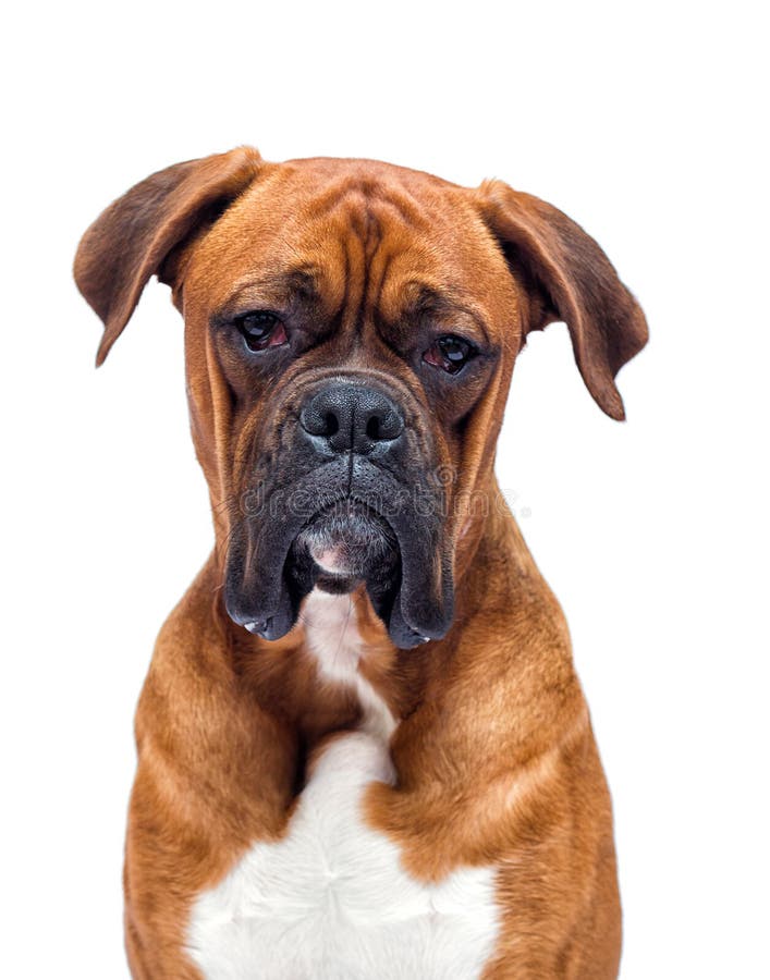 Sad Boxer Dog Looking Isolated Stock Photo - Image of large, domestic ...