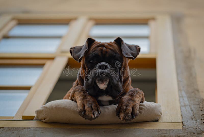 Boxer Dog Looking Out of the Window Stock Photo - Image of pillow ...