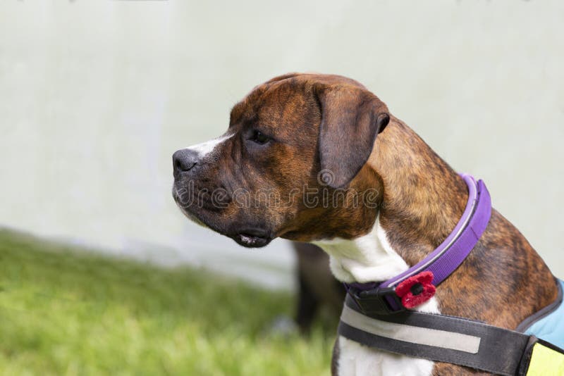 Boxer Dog Looking To the Left Stock Photo - Image of grass, cute: 152120190