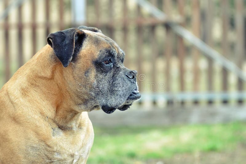 Boxer Dog Looking To the Side Stock Image - Image of nose, guard: 68528007